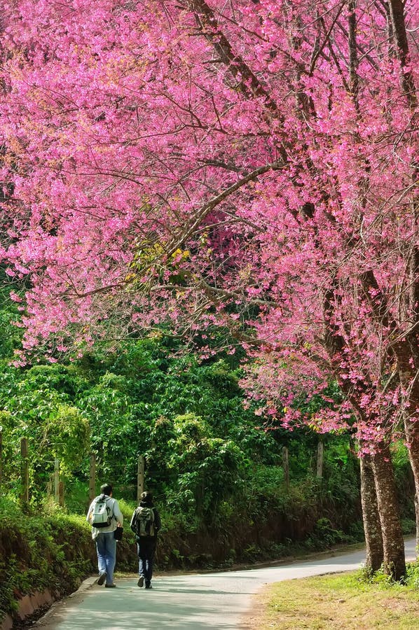Cherry Blossom Pathway in a Beautiful Landscape Garden Stock Photo ...