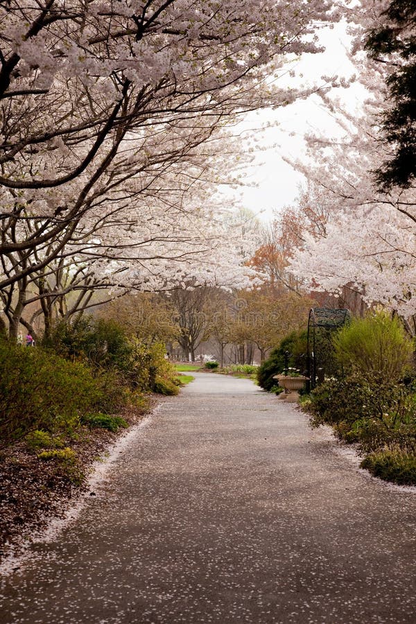 Cherry Blossom Petals Fall on Path Stock Photo - Image of spring ...