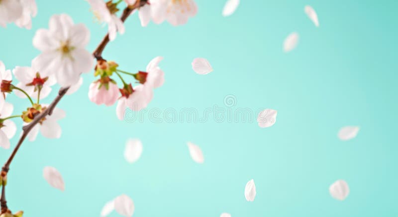 Cherry Blossom Petals Falling Against a Tranquil Blue Sky Background ...