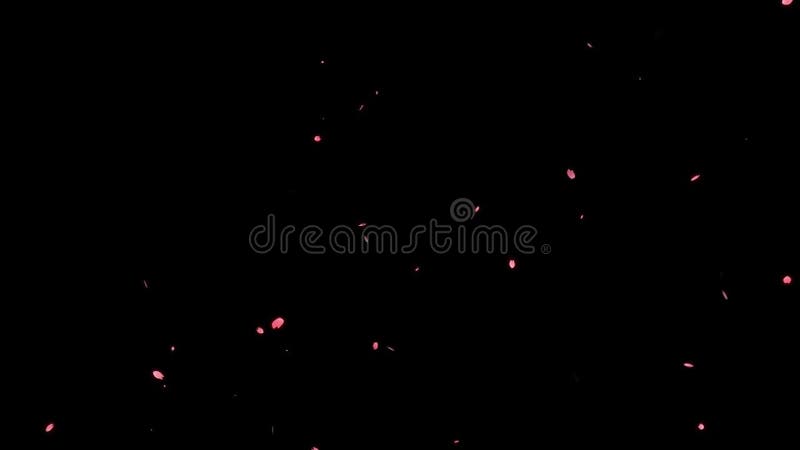 Cherry Blossom Petals Falling Particle Motion Graphics Stock Footage ...