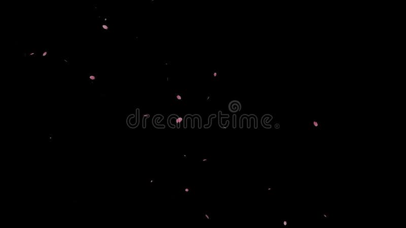 Cherry Blossom Petals Falling Particle Motion Graphics Stock Footage ...