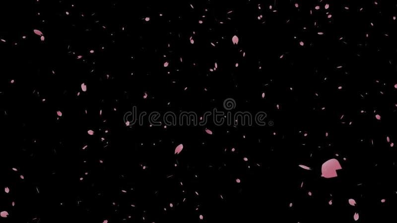 Cherry Blossom Petals Falling Particle Motion Graphics Stock Footage ...