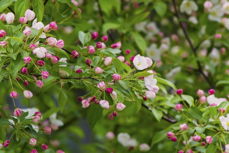 Budding cherry-tree stock image. Image of cherry, spring - 16734679