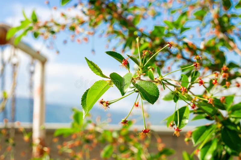 Cherry Blossom. Pink Budding Spring Flowers and Cherry Leaves on Swing ...