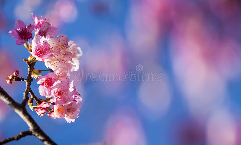 Cherry Blossom, Pink Sakura Flower with Nice Bule Sky Color Stock Photo ...