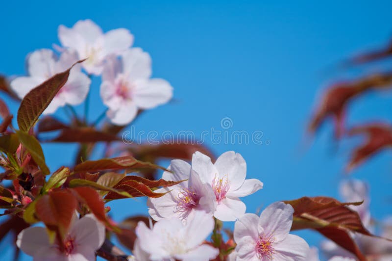 Cherry Blossom, Prunus Serrulata, Full Bloom Stock Photo - Image of ...