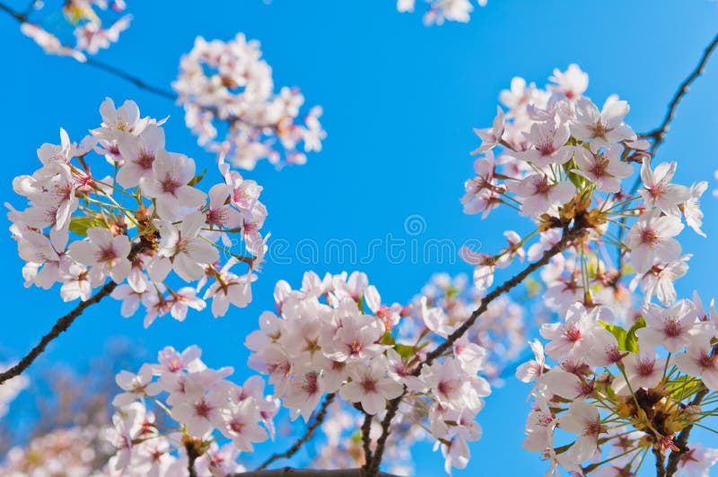 Cherry Blossom, Prunus Serrulata, Full Bloom Stock Image - Image of ...