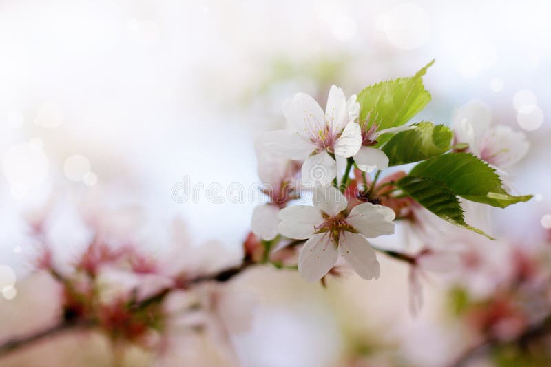 Cherry Blossom in Retro Style Stock Image - Image of multi, scene: 77838625