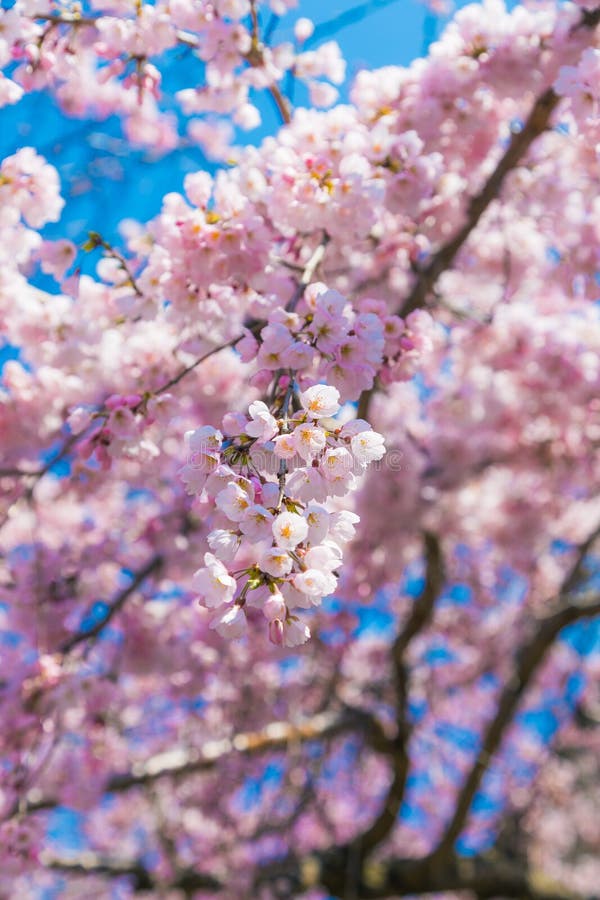 Cherry Blossom Sakura Around Philosopher`s Walk in Spring, Kyoto, Japan ...