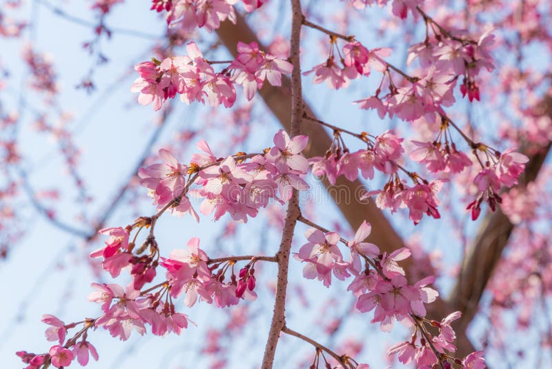 Sakura path stock photo. Image of natural, bloom, blooming - 23798308