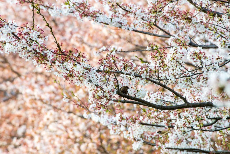 Cherry Blossom (Sakura) and Bird in Garden Stock Image - Image of park ...