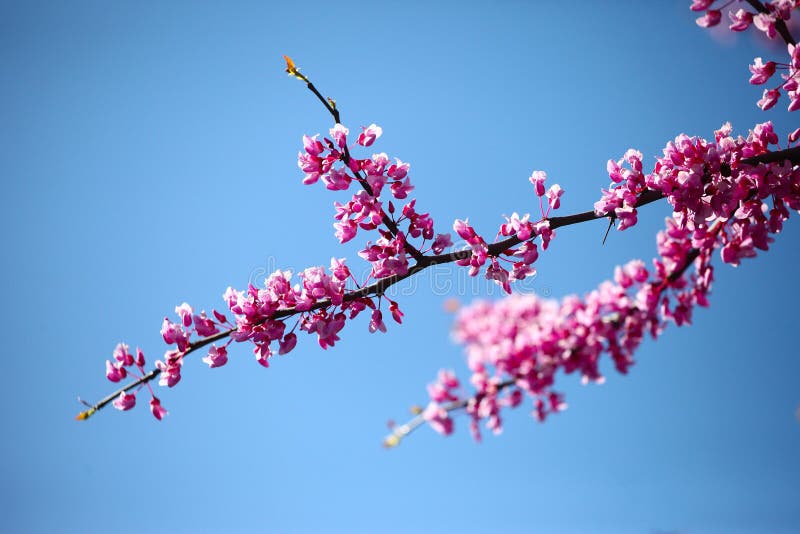 Cherry Blossom Sakura Bloom in Spring Stock Image - Image of blooming ...