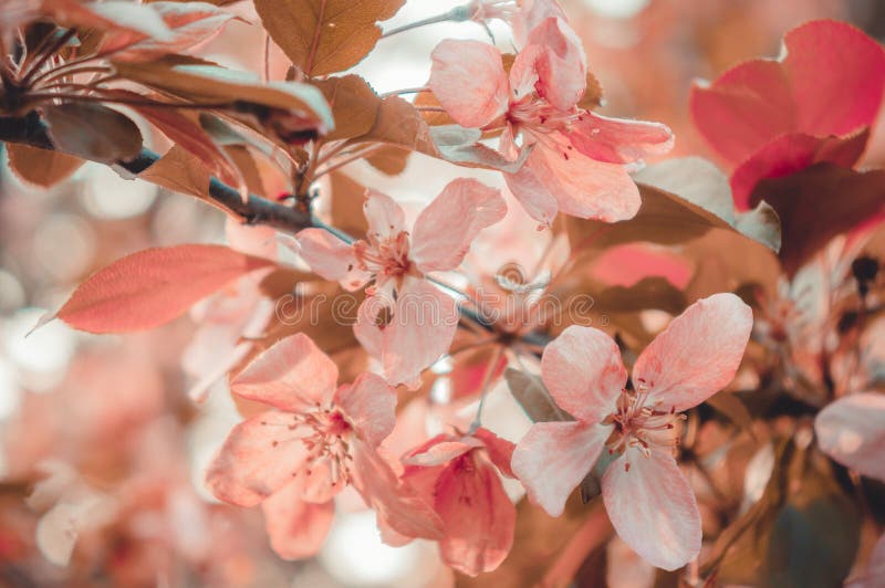 Cherry Blossom Sakura Flower Retro Tone Stock Photo - Image of botany ...