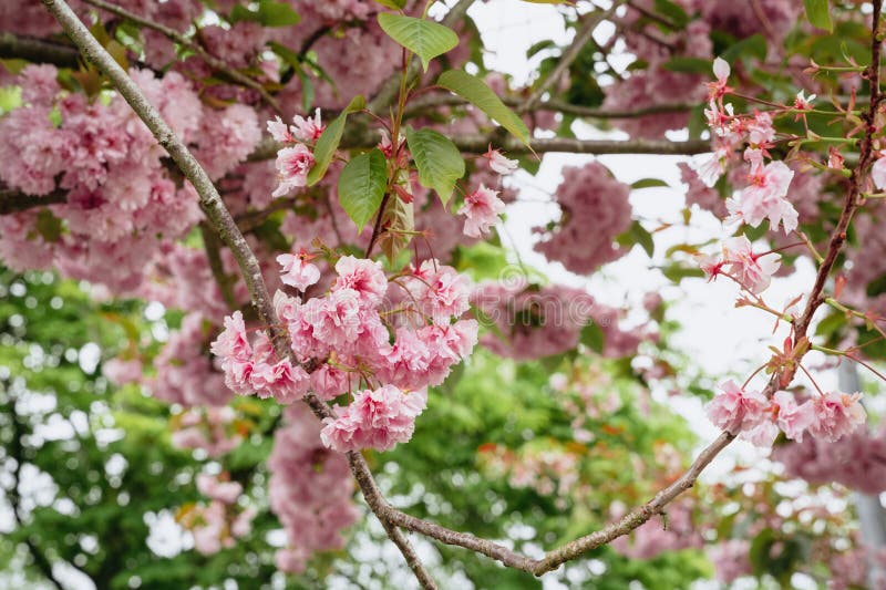 Cherry Blossom, Sakura Flowers, Pink Cherry Flowers at Tree, Daylight ...