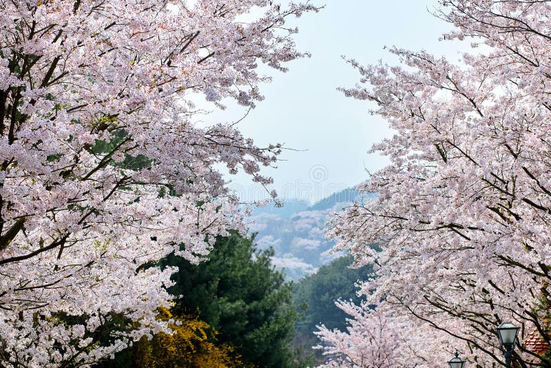 Cherry blossom sakura stock photo. Image of mountain - 188589510