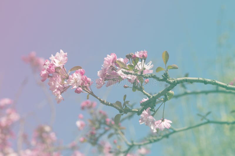 475 Sakura Gradient Stock Photos - Free & Royalty-Free Stock Photos ...