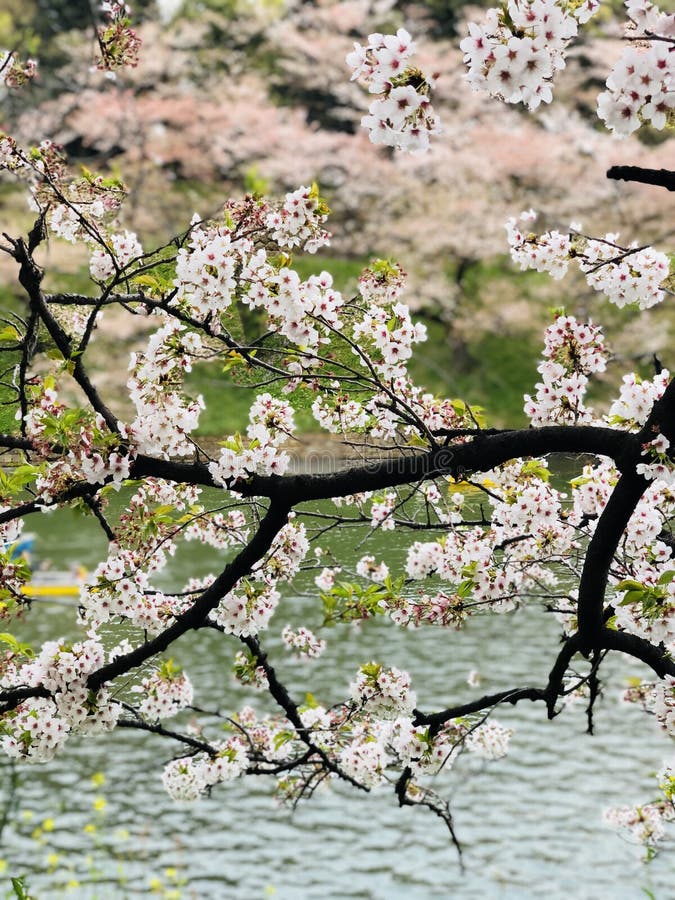 Tokyo Flow Ers Stock Photos - Free & Royalty-Free Stock Photos from ...