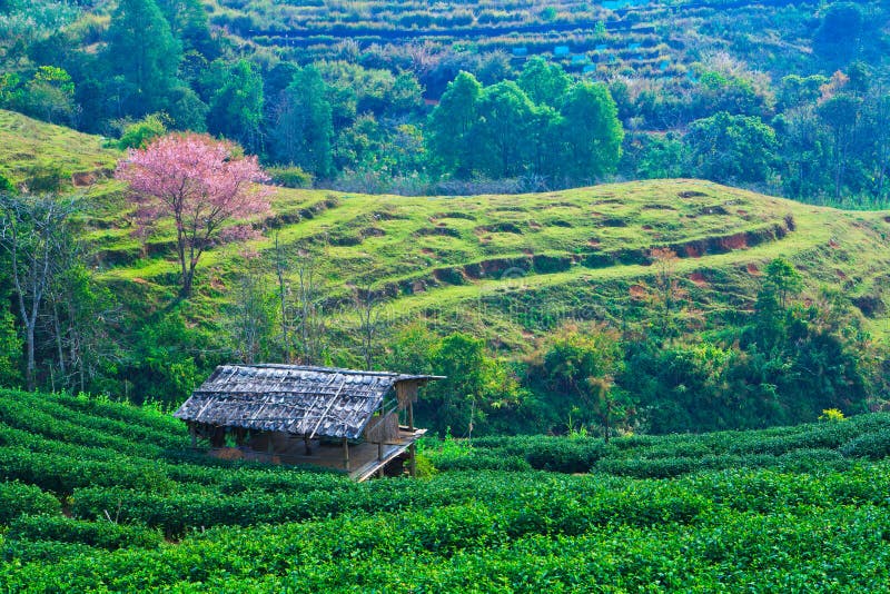 Cherry Blossom or Sakura and Small Hut Stock Image - Image of natural ...
