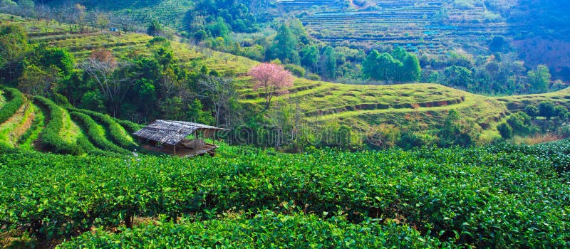 Cherry Blossom or Sakura and Small Hut Stock Image - Image of korea ...