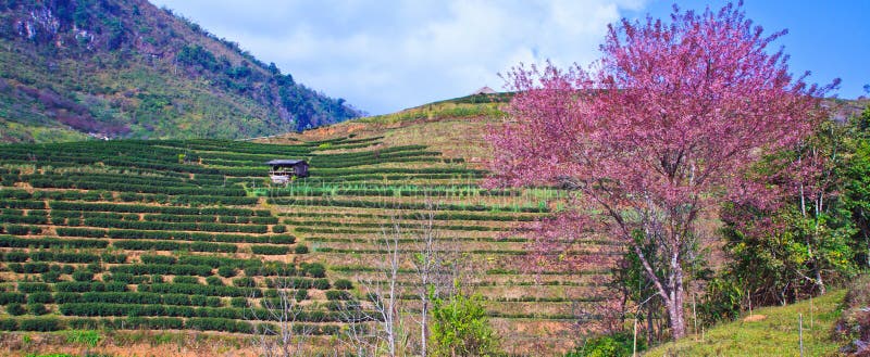 Cherry Blossom or Sakura and Small Hut Stock Image - Image of house ...