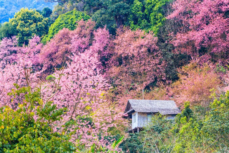 Cherry Blossom or Sakura and Small Hut Stock Image - Image of prunus ...