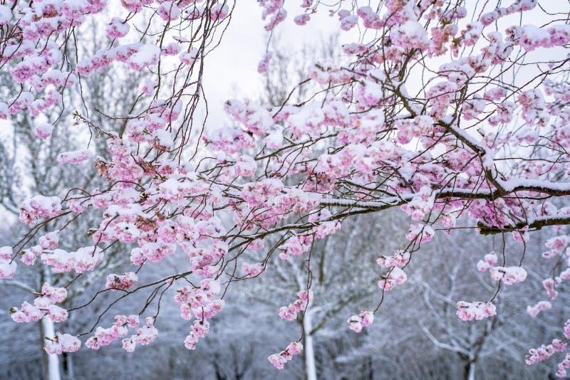 Cherry Blossom Sakura in Snow Stock Image - Image of landscape, cherry ...
