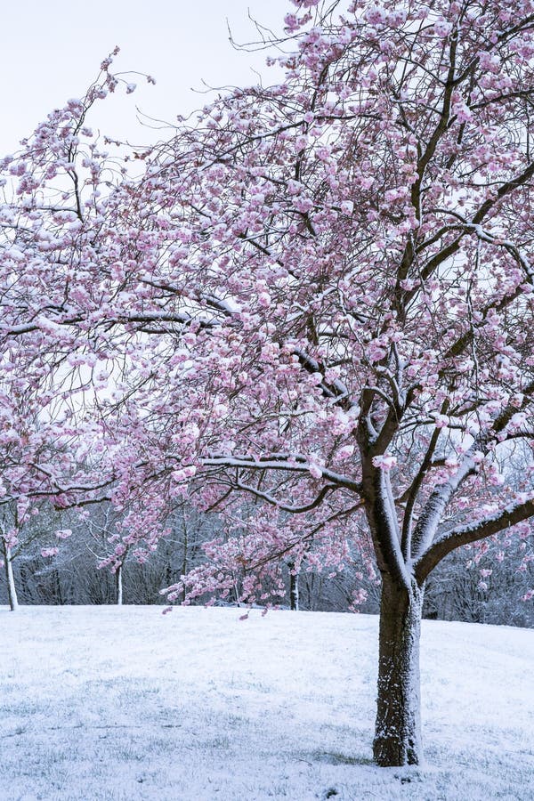 Cherry Blossom Sakura in Snow Stock Image - Image of snow, blossom ...