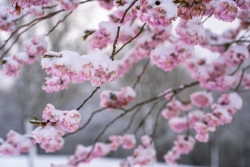 Cherry Blossom Sakura in Snow Stock Image - Image of fruit, closeup ...
