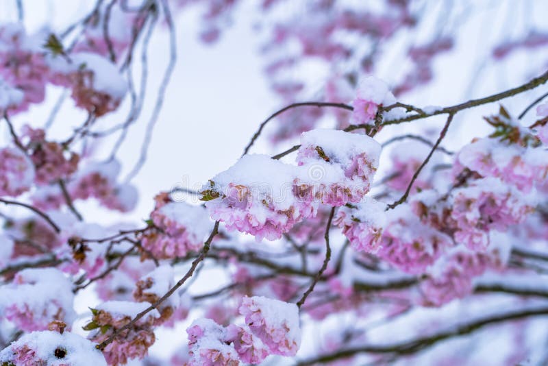 Cherry Blossom Sakura in Snow Stock Photo - Image of plant, people ...