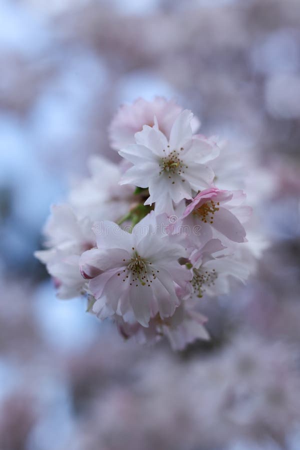 Cherry Blossom Sakura in Spring, Shallow Depth of Field Stock Image ...