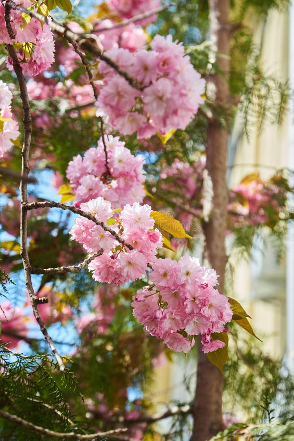 Cherry Blossom Sakura in Spring Time Over Blue Sky Stock Image - Image ...