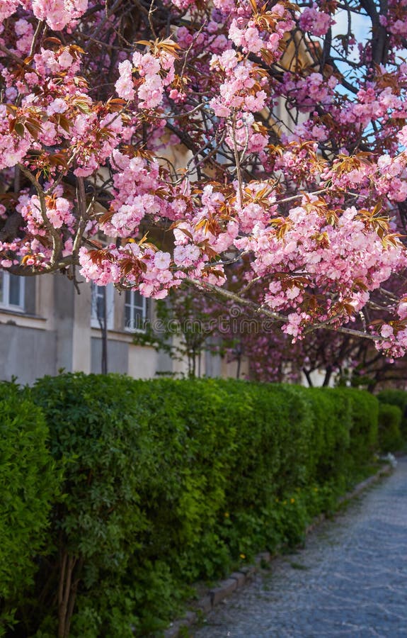 Cherry Blossom Sakura in Spring Time Over Blue Sky Stock Image - Image ...
