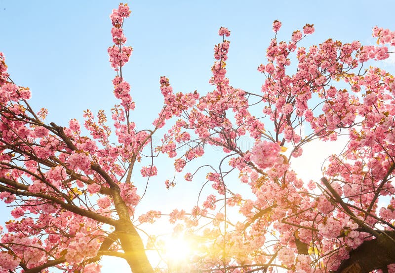 Cherry Blossom Sakura in Spring Time Over Blue Sky Stock Image - Image ...