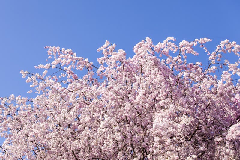 Cherry Blossom (sakura) Tree with Clear Blue Sky Stock Image - Image of ...