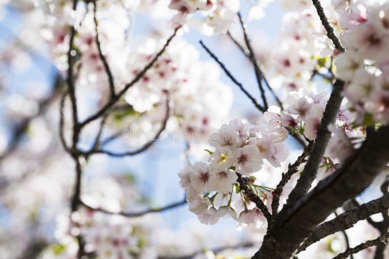 Cherry Blossom Sakura Tree Details Stock Photo - Image of cherry, japan ...