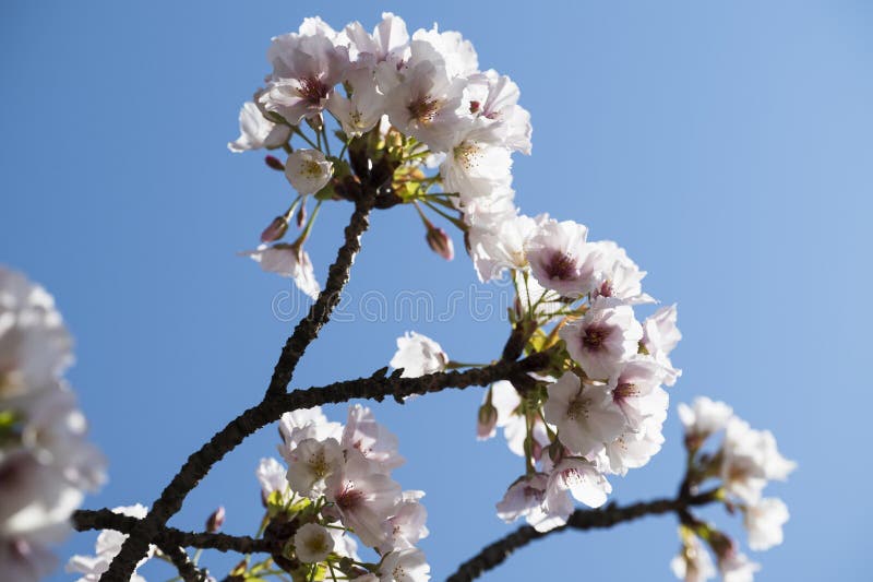Cherry Blossom Sakura Tree Details Stock Image - Image of japan, nature ...