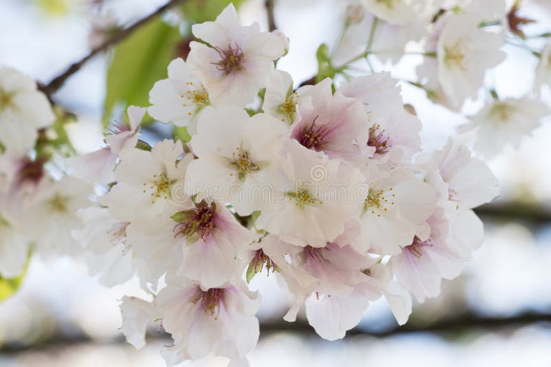 Cherry Blossom Sakura Tree Details Stock Photo - Image of closeup ...