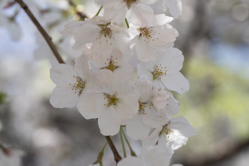 Cherry Blossom Sakura Tree Details Stock Image - Image of background ...