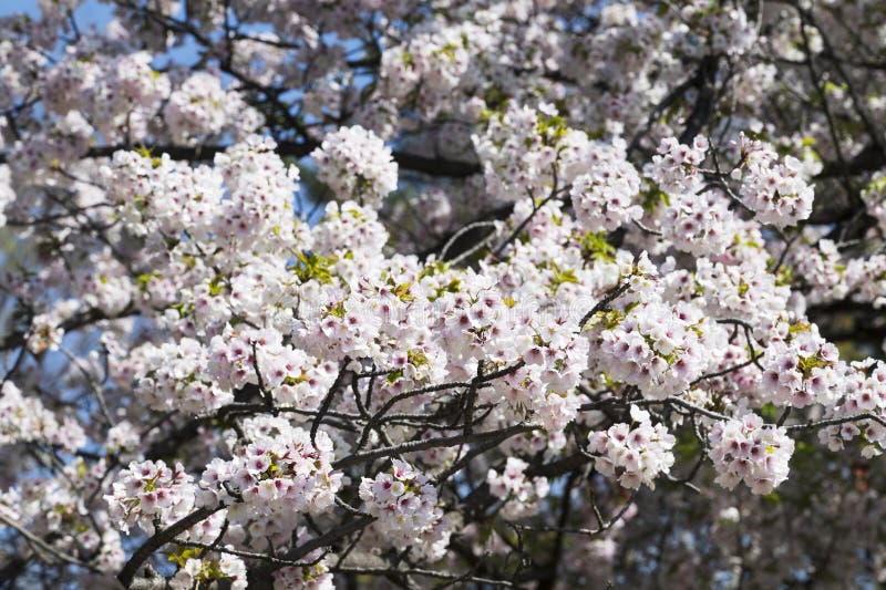 Cherry Blossom Sakura Tree Details Stock Image - Image of plant, sakura ...
