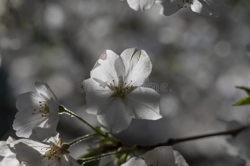 Cherry Blossom Sakura Tree Details Stock Photo - Image of tree, season ...