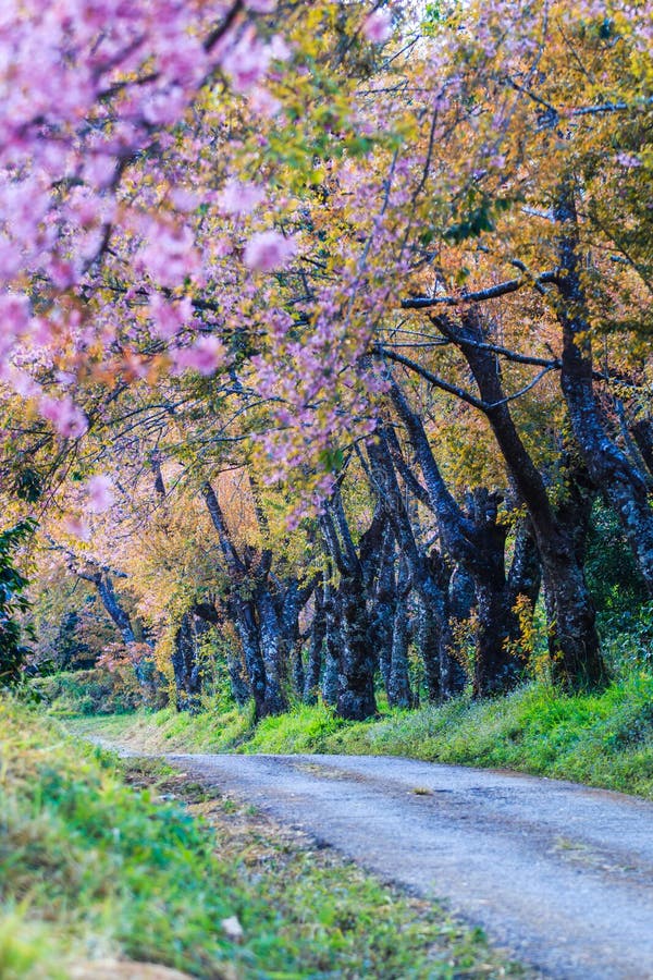 Cherry Blossom or sakura stock photo. Image of botany - 46810210