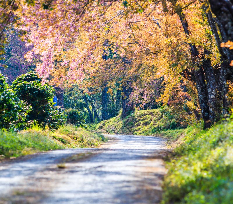 Cherry Blossom or sakura stock image. Image of natural - 46810363