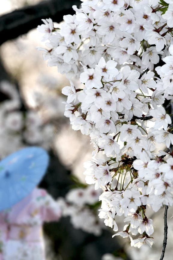 1,666 China Cherry Blossom Trees Stock Photos - Free & Royalty-Free ...