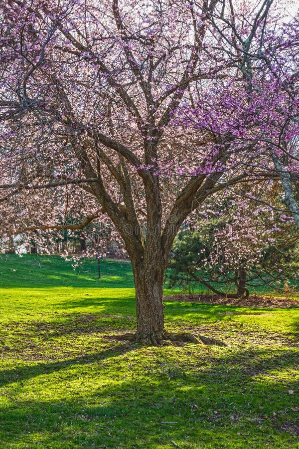 Shade Tree in Park stock photo. Image of park, long, grass - 69344414