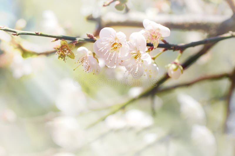 Cherry Blossom with Soft Morning Light. Stock Photo - Image of garden ...