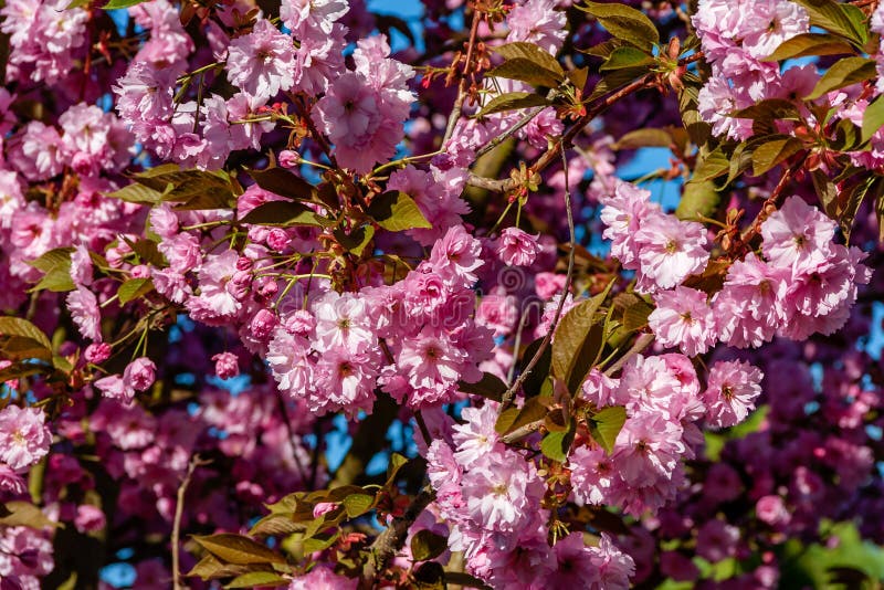 Red Cherry Blossom in Closeup View Stock Image - Image of bright ...
