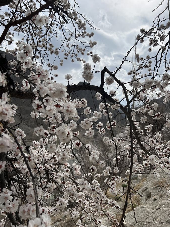 Cherry blossom in spring stock image. Image of fruit - 275163657