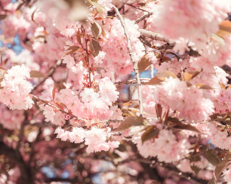 Cherry Blossom during Spring in Berlin Stock Image - Image of april ...