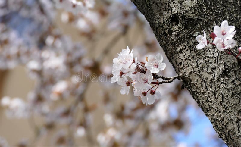 Cherry Blossom Spring Branch Background Stock Image - Image of soft ...