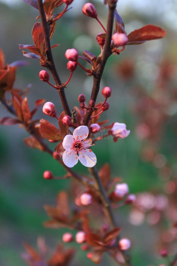 Cherry Blossom in Spring, Close-up of Pink Flowers Stock Photo - Image ...